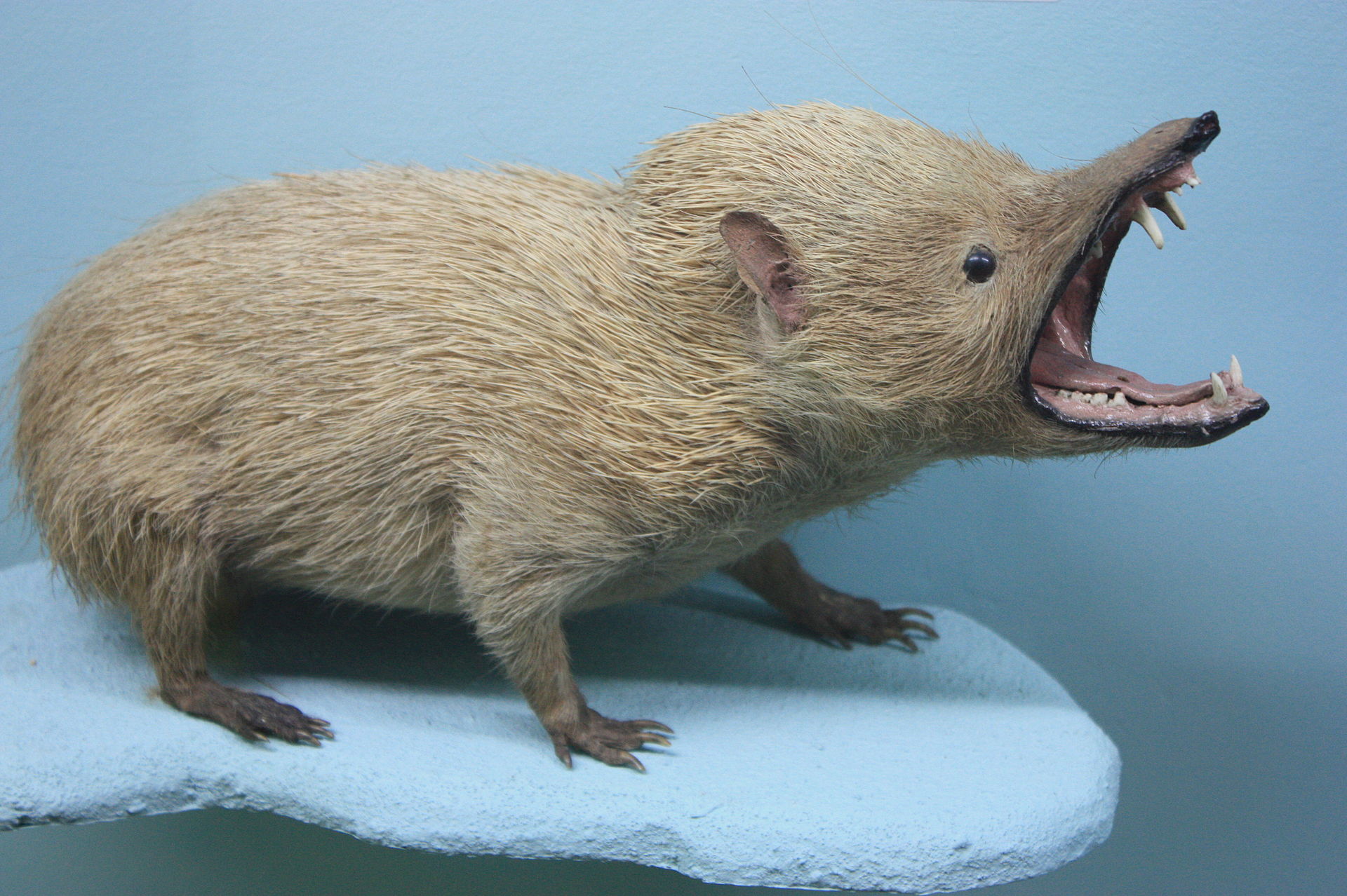 20 of the world’s weirdest animals - World Defined