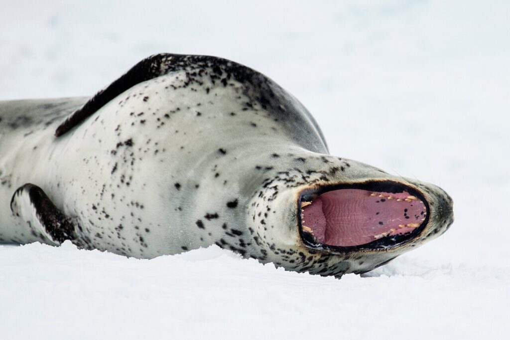 The 20 scariest animals on Earth - World Defined