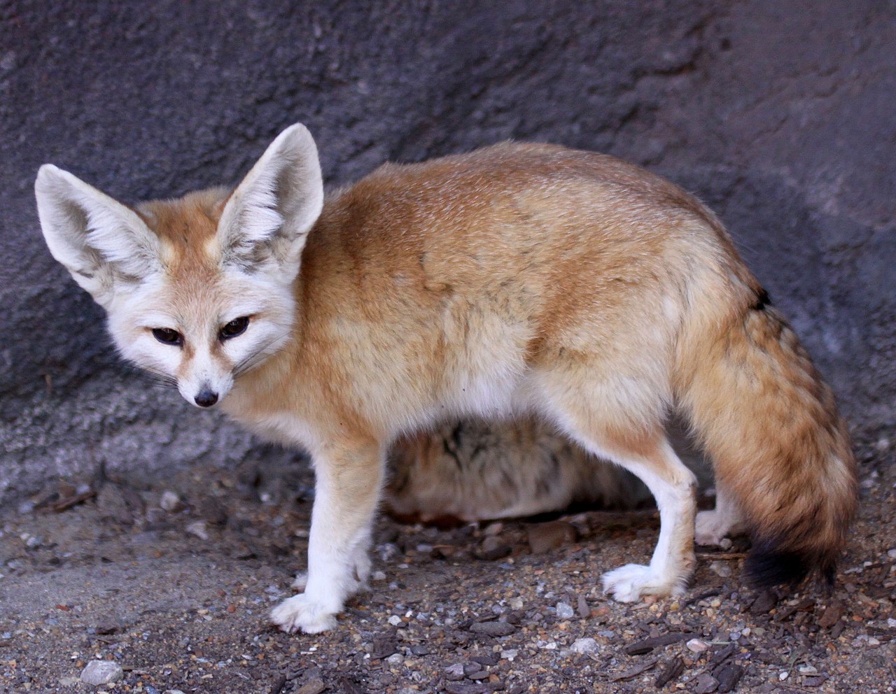 20 Adorable Animals That Will Melt Your Heart - World Defined
