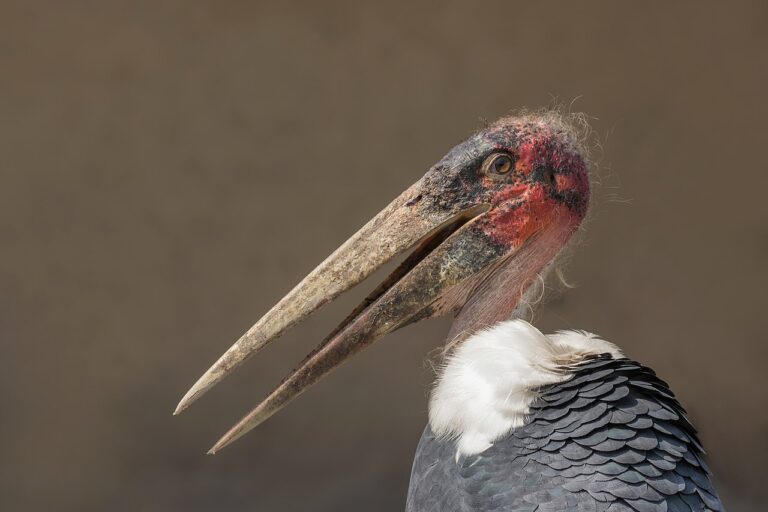 The 20 scariest animals on Earth - World Defined