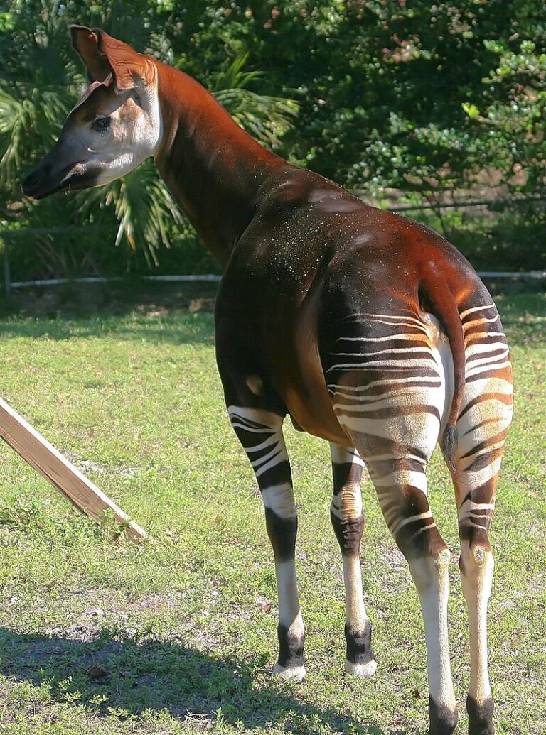 20 of the world’s weirdest animals - World Defined