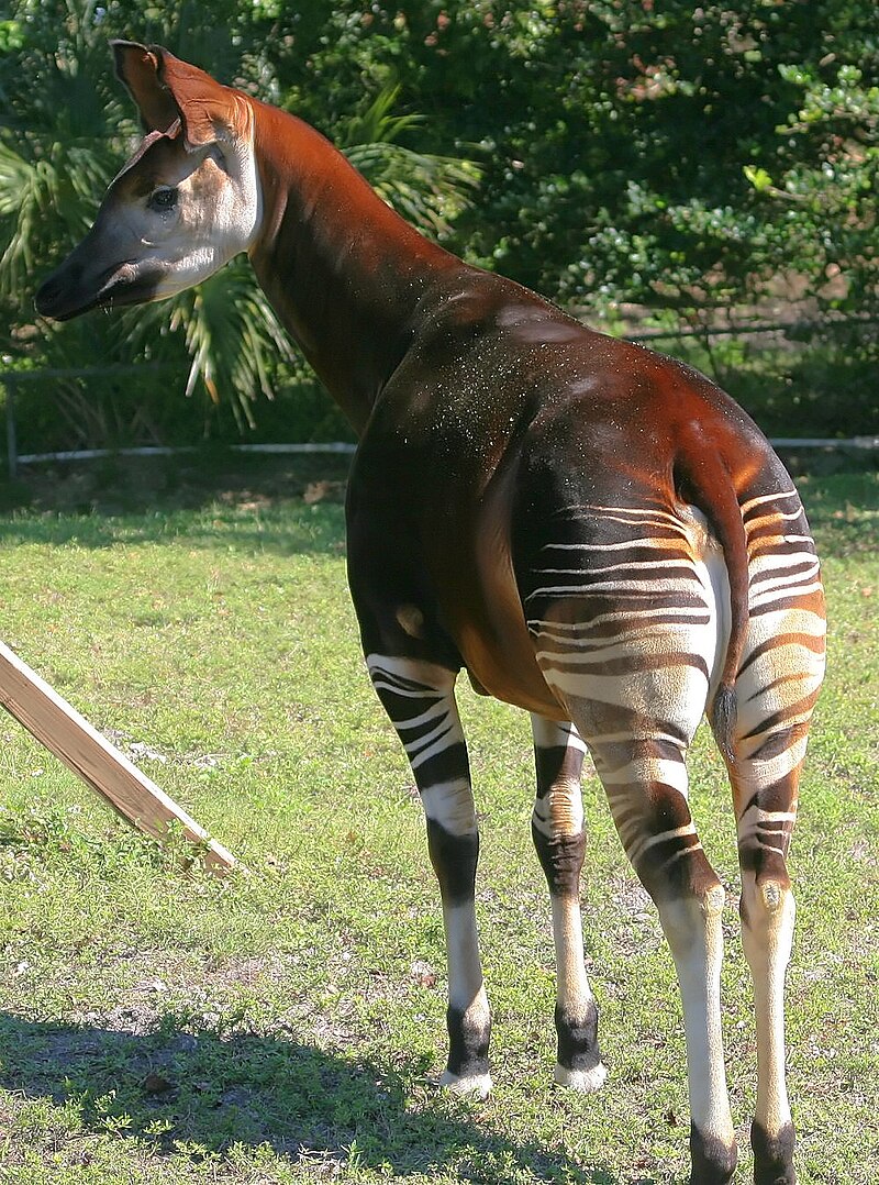 20 of the world’s weirdest animals - World Defined