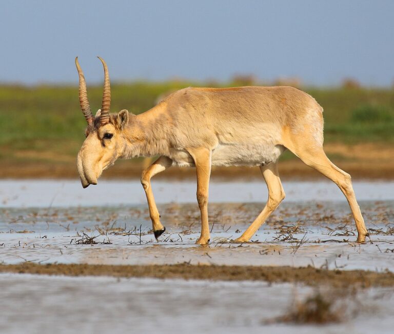 20 of the world’s weirdest animals - World Defined